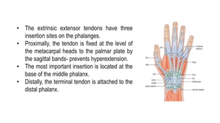 Acute Extensor tendon injuries diagnosis and management.pptx | Death ...