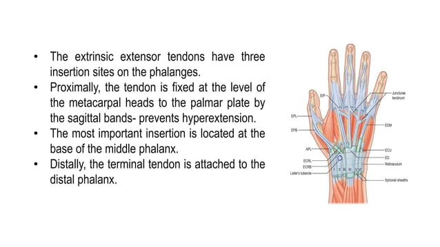 Acute Extensor tendon injuries diagnosis and management.pptx | Death ...