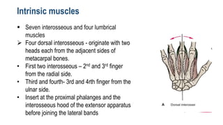 Acute Extensor tendon injuries diagnosis and management.pptx | Death ...