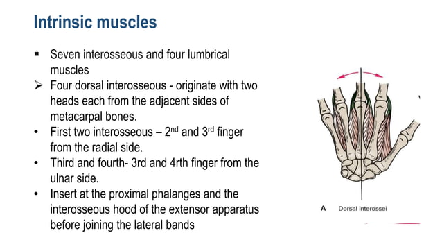 Acute Extensor tendon injuries diagnosis and management.pptx | Death ...