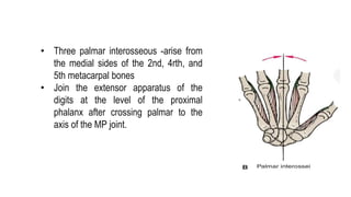 Acute Extensor tendon injuries diagnosis and management.pptx