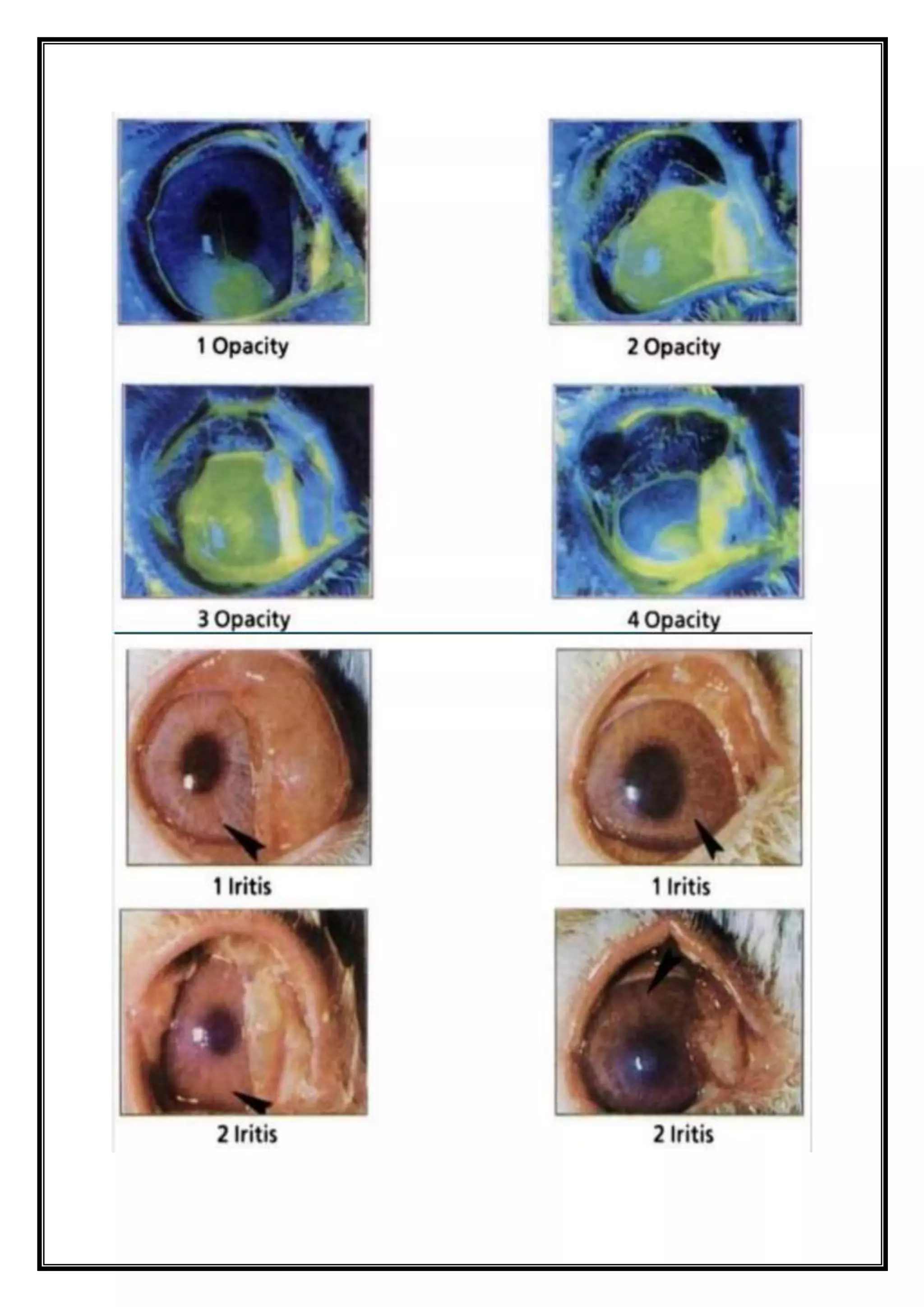 Acute eye irritation(1) | DOCX