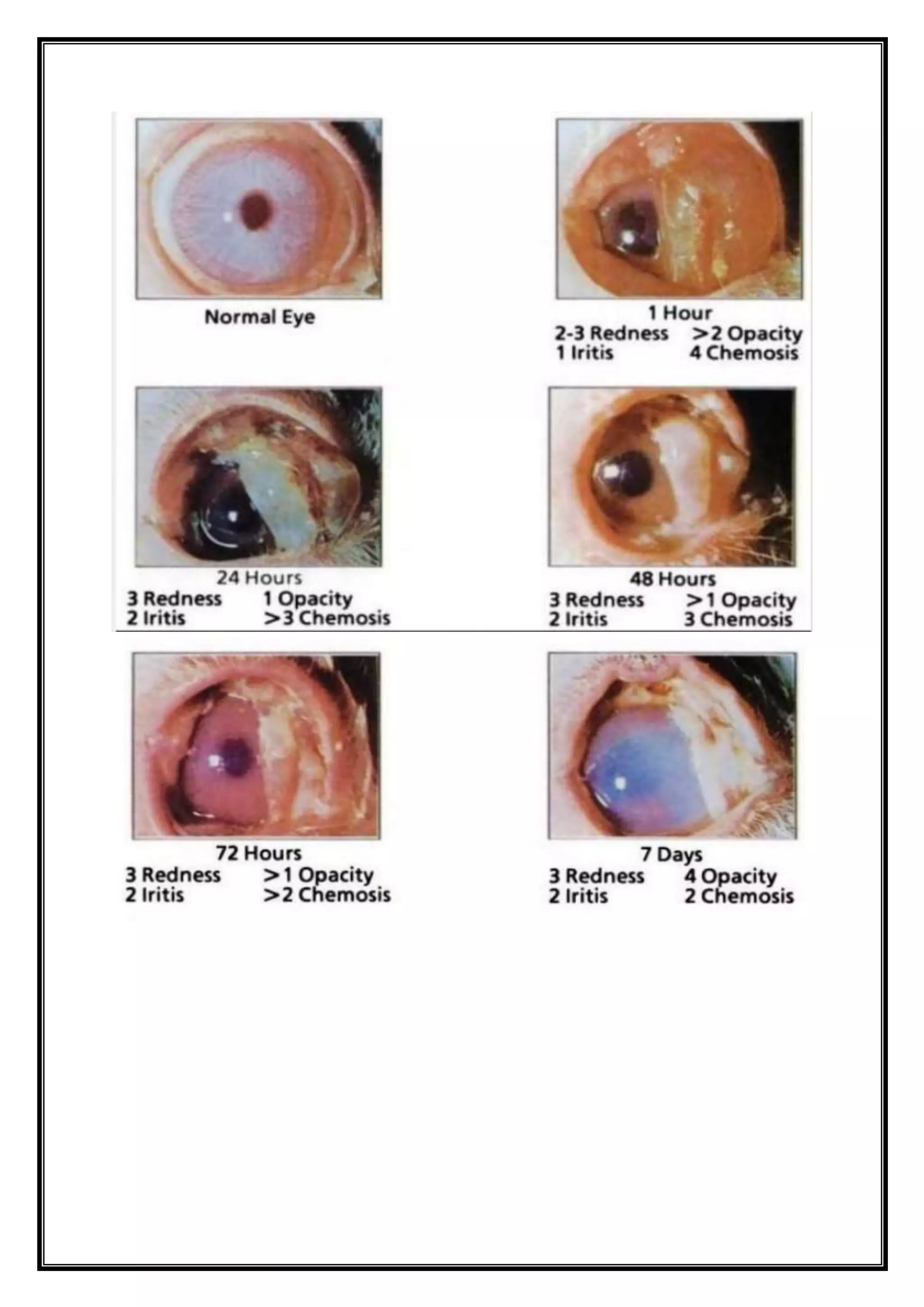 Acute eye irritation(1) | DOCX