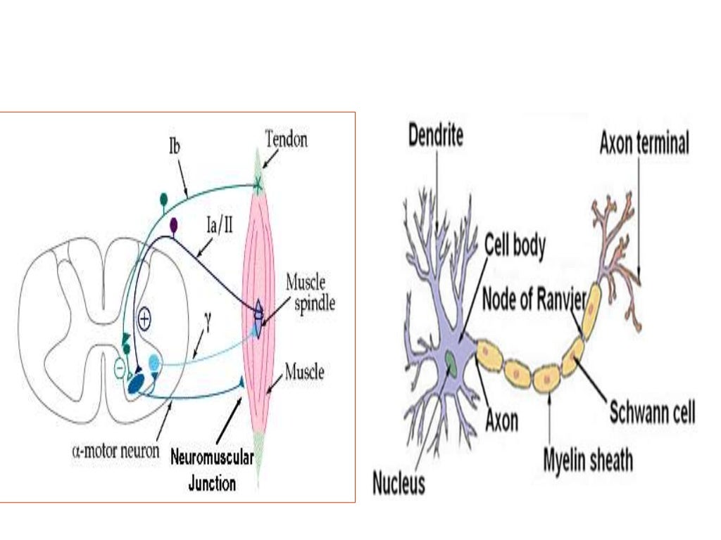 Acute flaccid paralysis afp