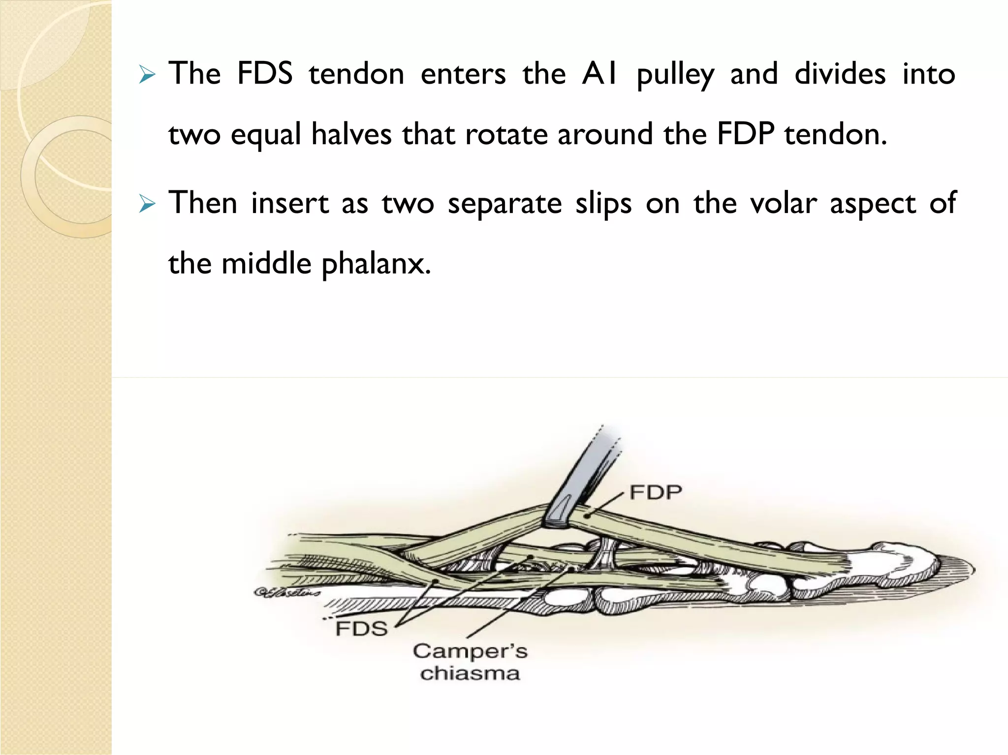 Acute flexor tendon injuries z 1 | PDF