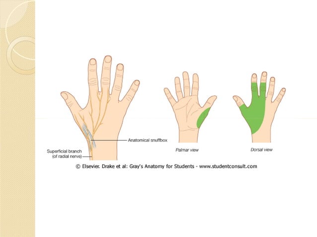 Acute flexor tendon injuries z 1 | PDF | First Aid | Injuries