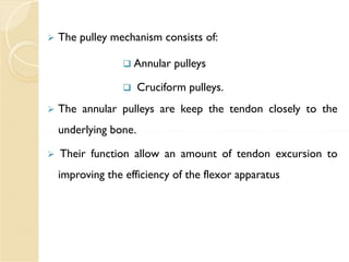 Acute flexor tendon injuries z 1 | PDF
