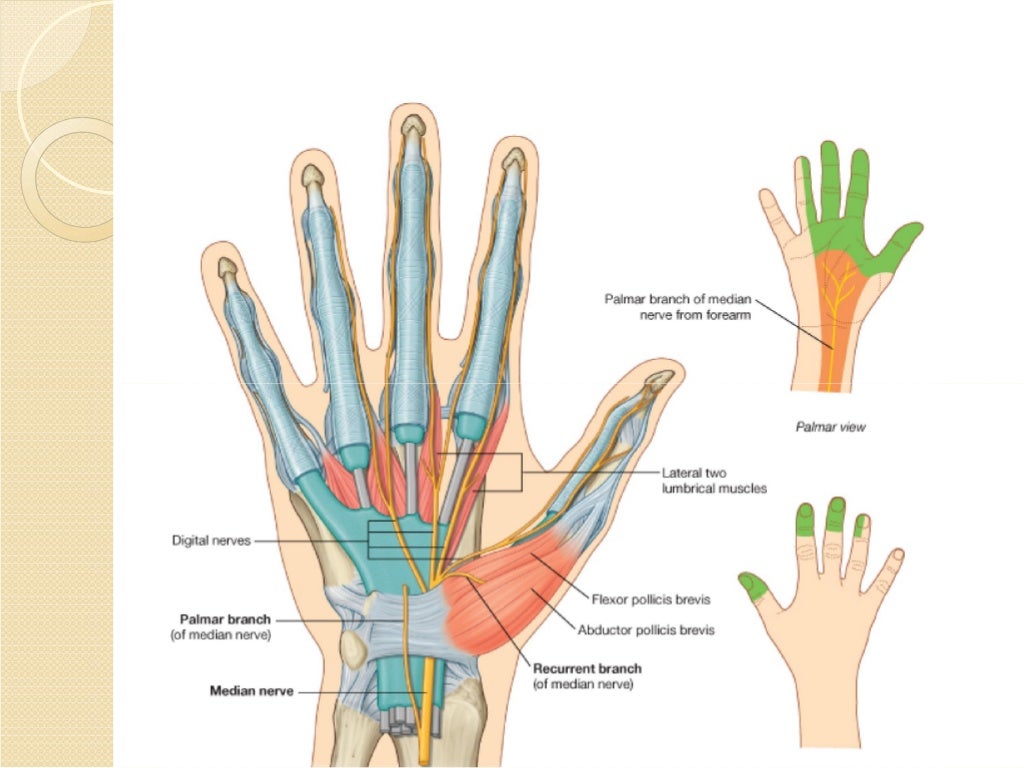 Acute flexor tendon injuries z 1
