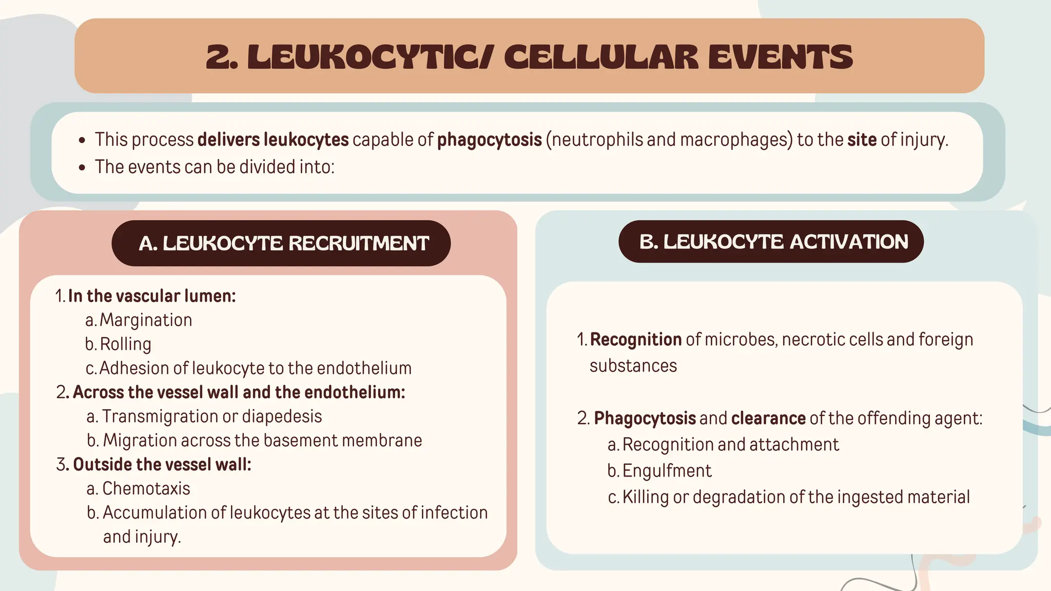 ACUTE INFLAMMATION - CAUSES, MECHANISMS, CARDINAL SIGNS, VASCULAR AND ...