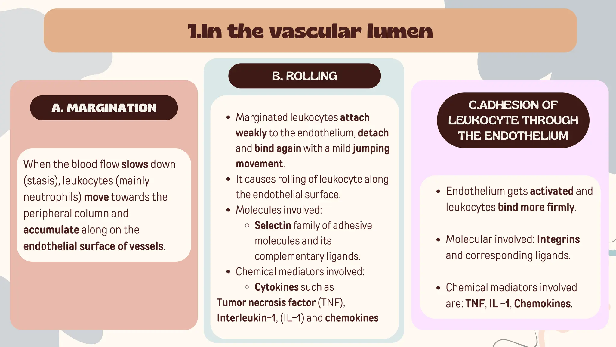 ACUTE INFLAMMATION - CAUSES, MECHANISMS, CARDINAL SIGNS, VASCULAR AND ...