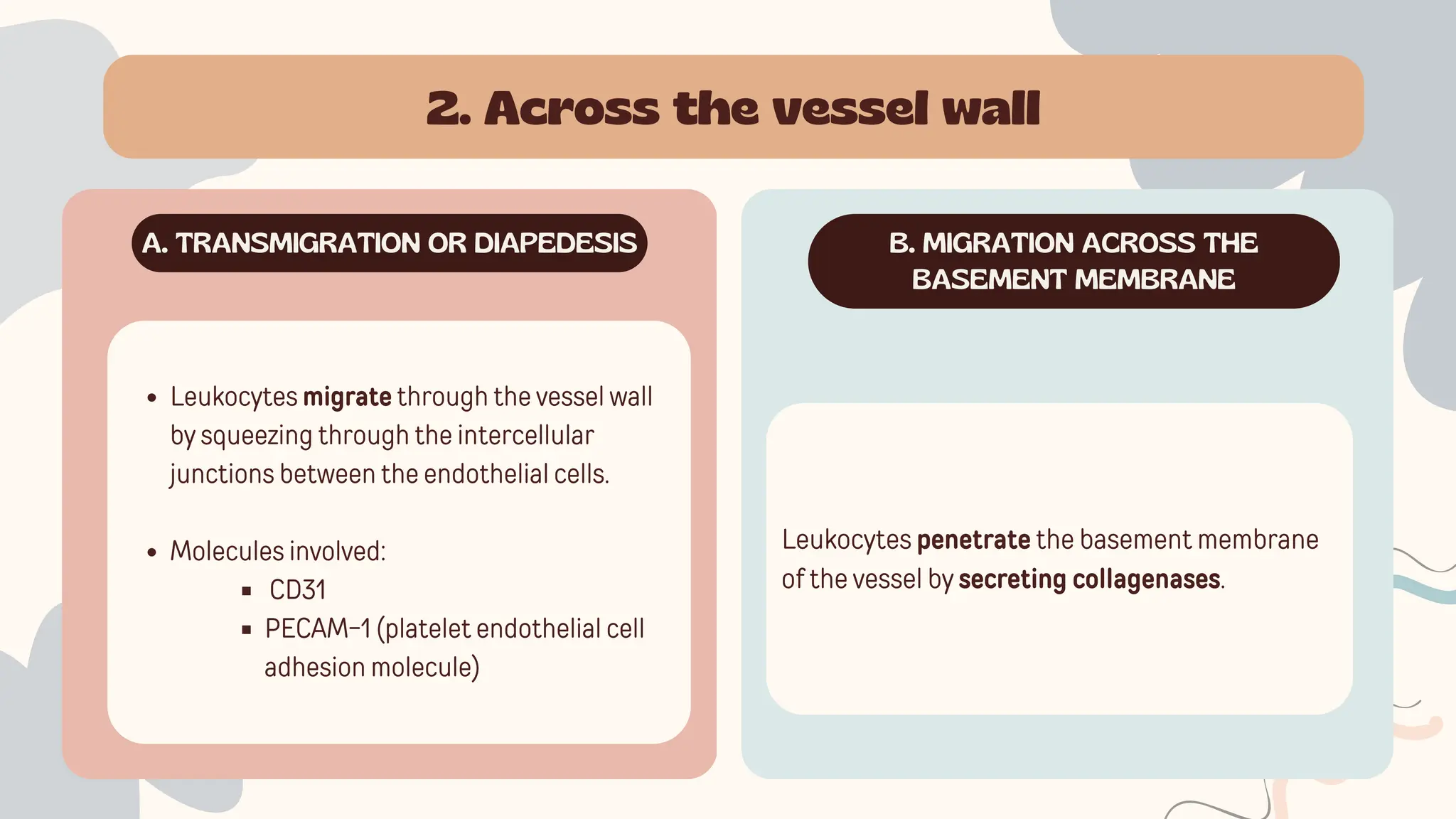 ACUTE INFLAMMATION - CAUSES, MECHANISMS, CARDINAL SIGNS, VASCULAR AND ...