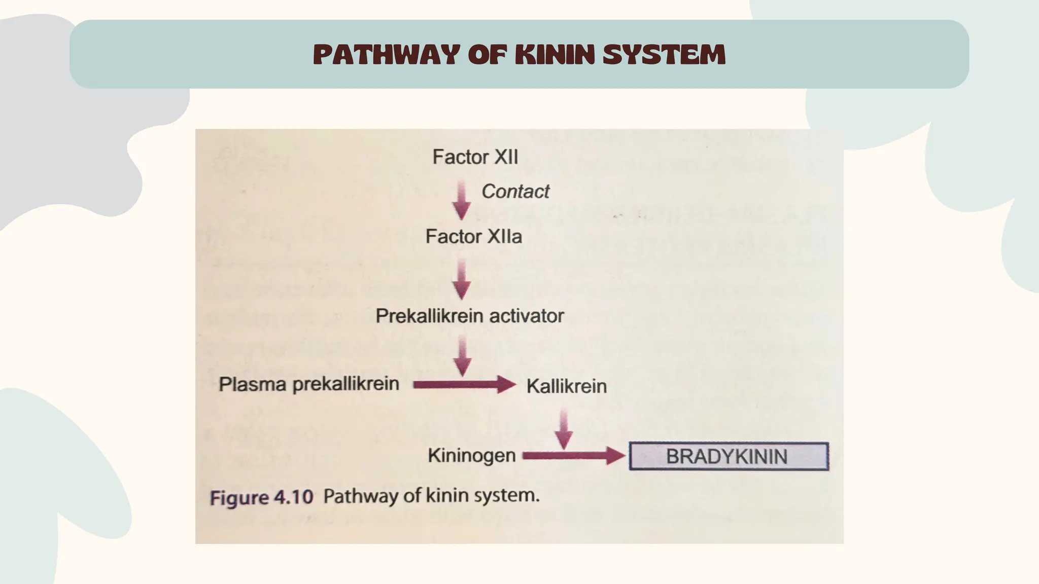 ACUTE INFLAMMATION - CAUSES, MECHANISMS, CARDINAL SIGNS, VASCULAR AND ...