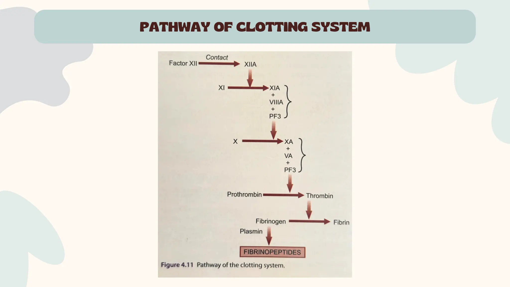 ACUTE INFLAMMATION - CAUSES, MECHANISMS, CARDINAL SIGNS, VASCULAR AND ...