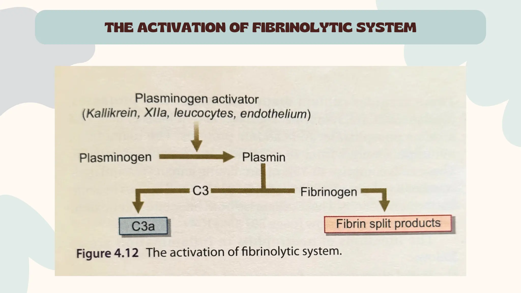 ACUTE INFLAMMATION - CAUSES, MECHANISMS, CARDINAL SIGNS, VASCULAR AND ...