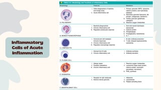 ACUTE INFLAMMATION - CAUSES, MECHANISMS, CARDINAL SIGNS, VASCULAR AND ...