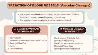 ACUTE INFLAMMATION - CAUSES, MECHANISMS, CARDINAL SIGNS, VASCULAR AND ...