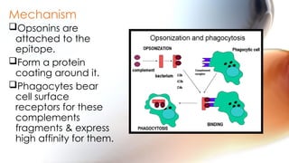Acute inflammatiom, inflammation, acute pptx | PPTX