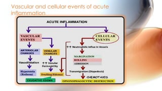 Acute inflammatiom, inflammation, acute pptx | PPTX