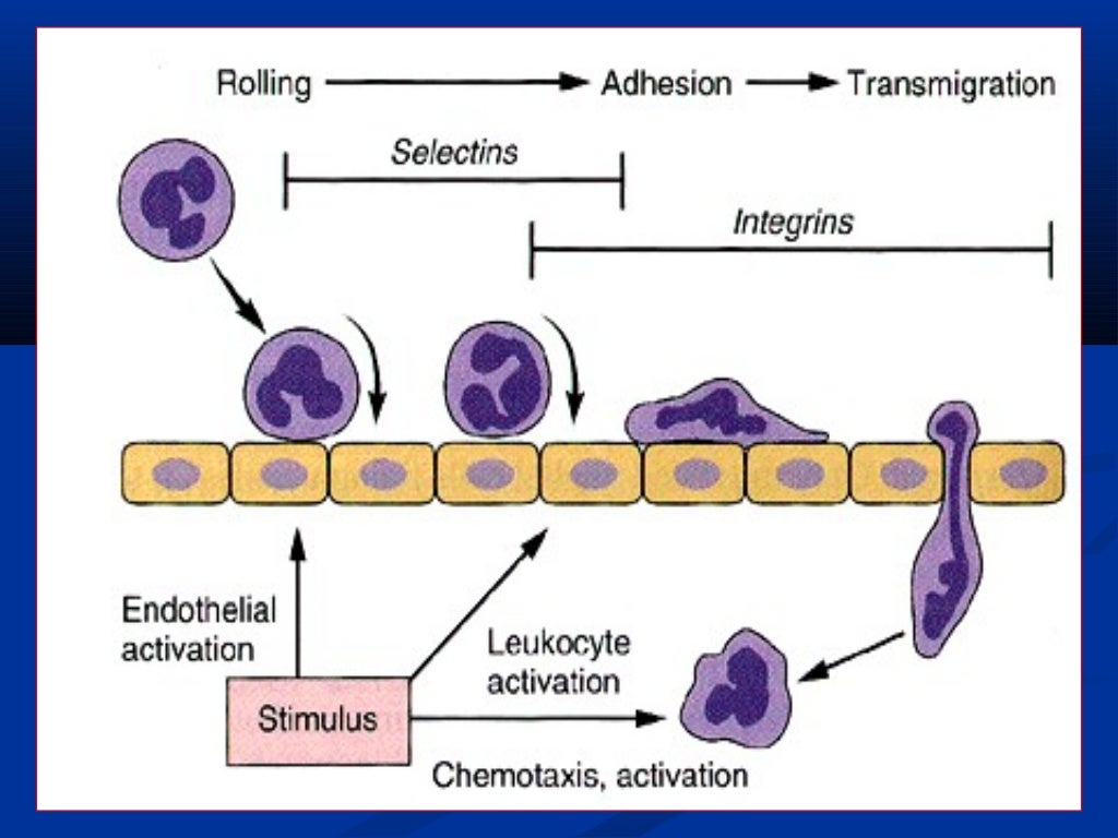 Acute Inflammation acute-inflammation