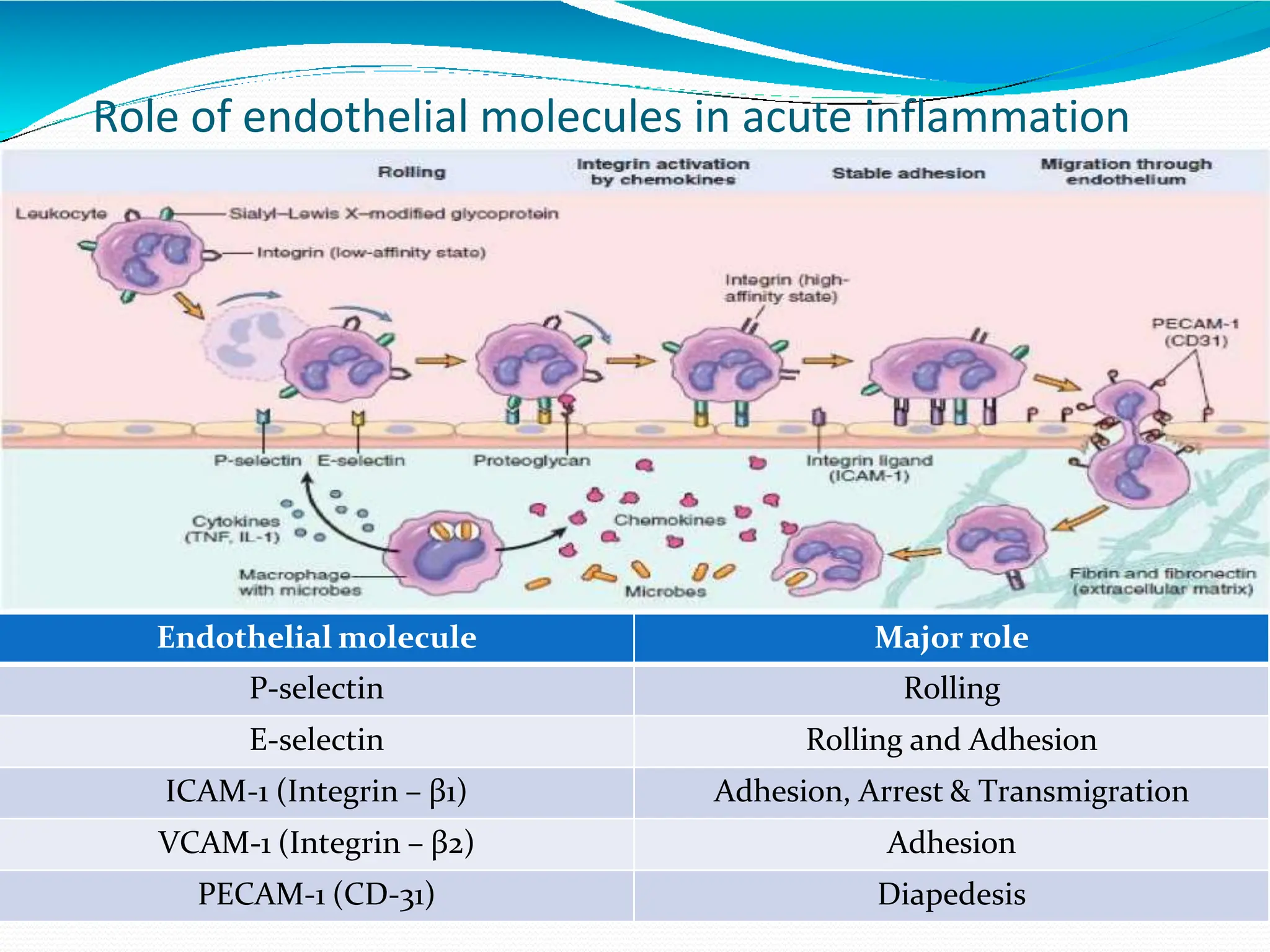 acuteinflammationgyftyiutubtttyn-161003171647.pptx