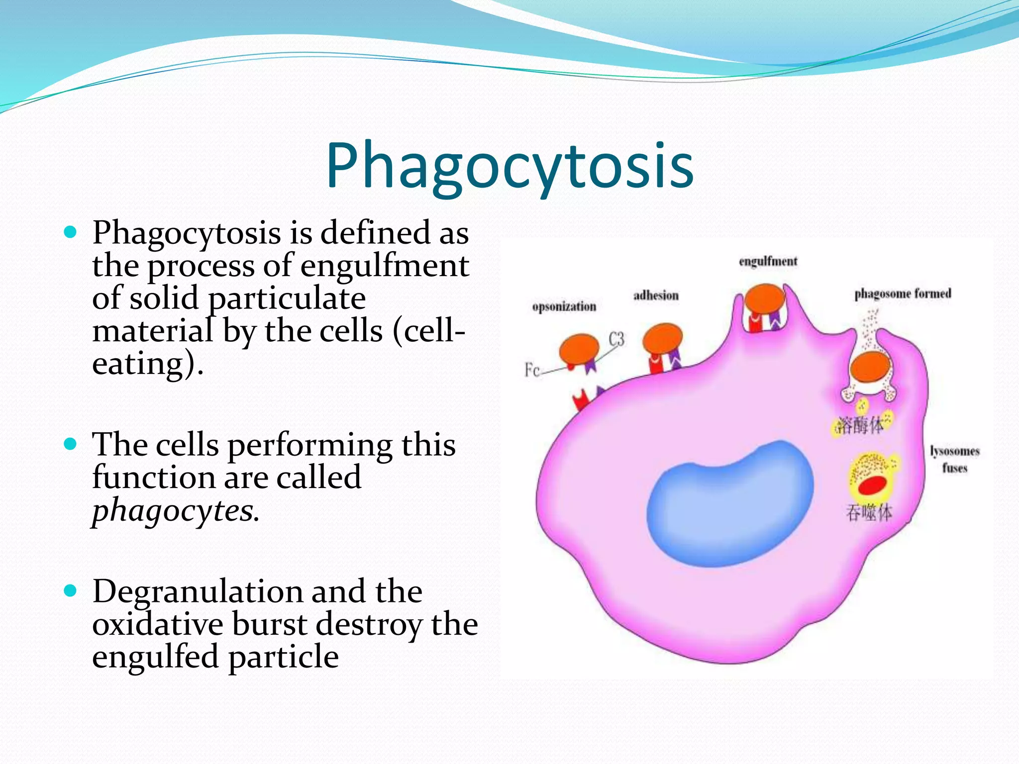 Acute inflammation | PPTX