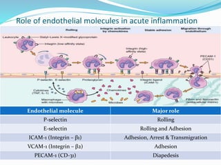 Acute inflammation in pathologic basis of diseases | PPTX