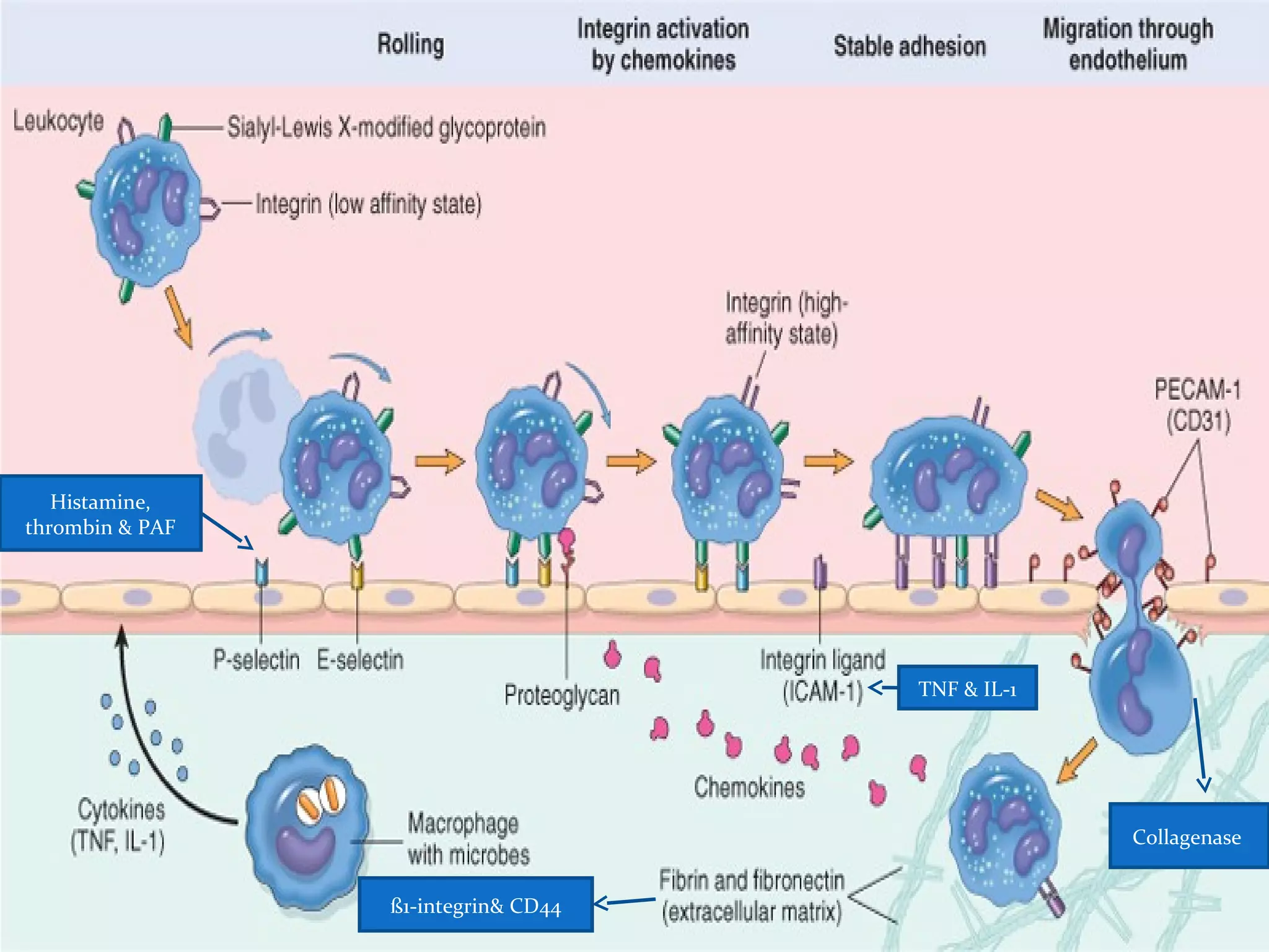 Acute inflammation(pathology) | PPT
