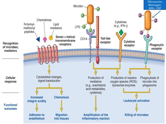 Acute inflammation(pathology) | PPT