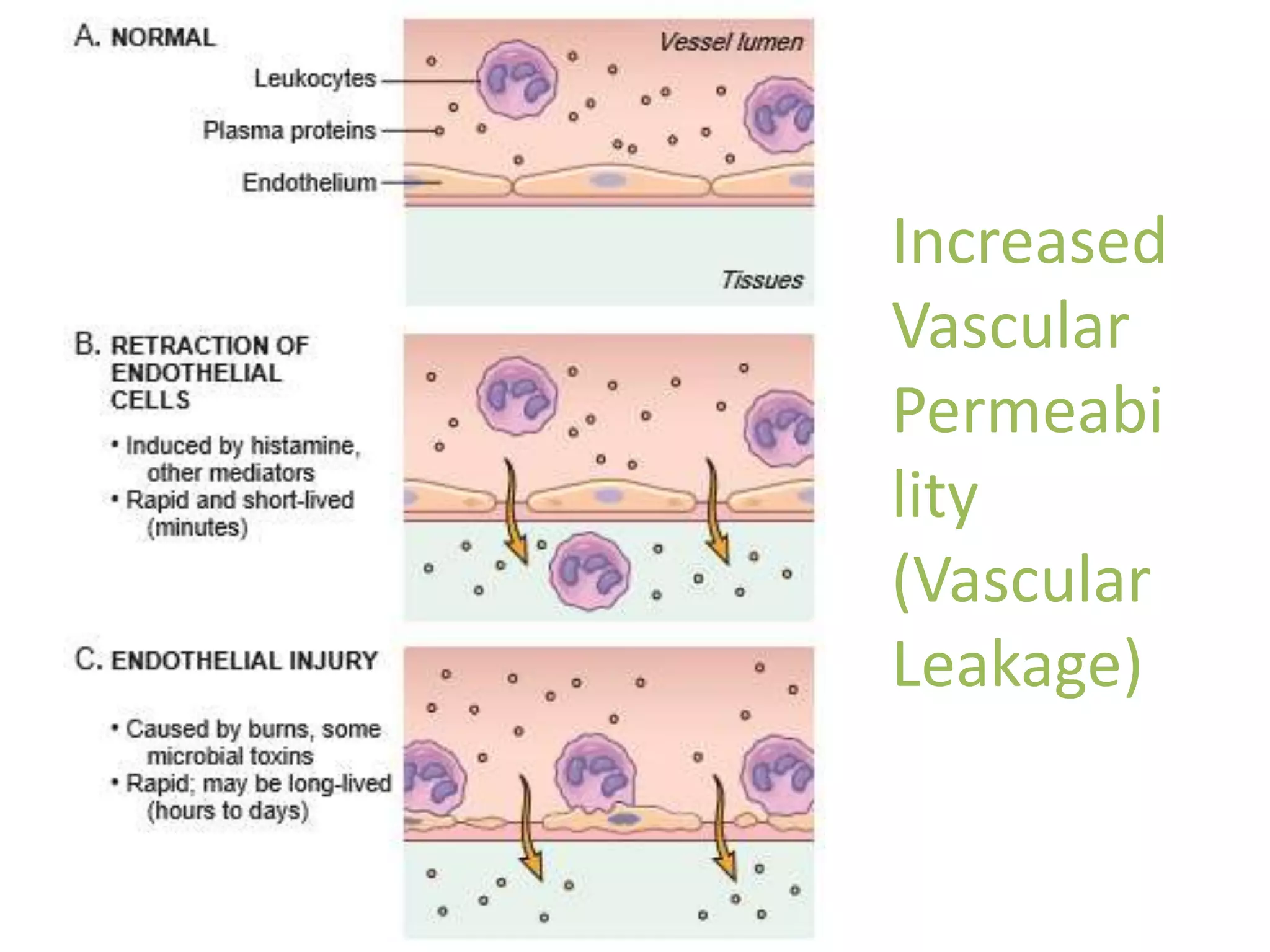 Acute Inflammation | PPTX