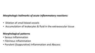 acute inflammation.pptx