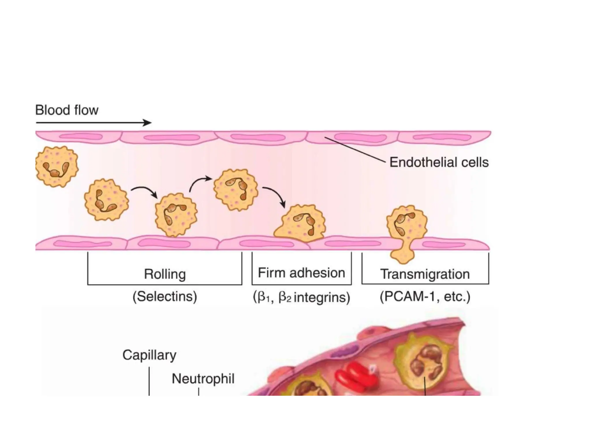 Acute Inflammation process in biological system.pptx