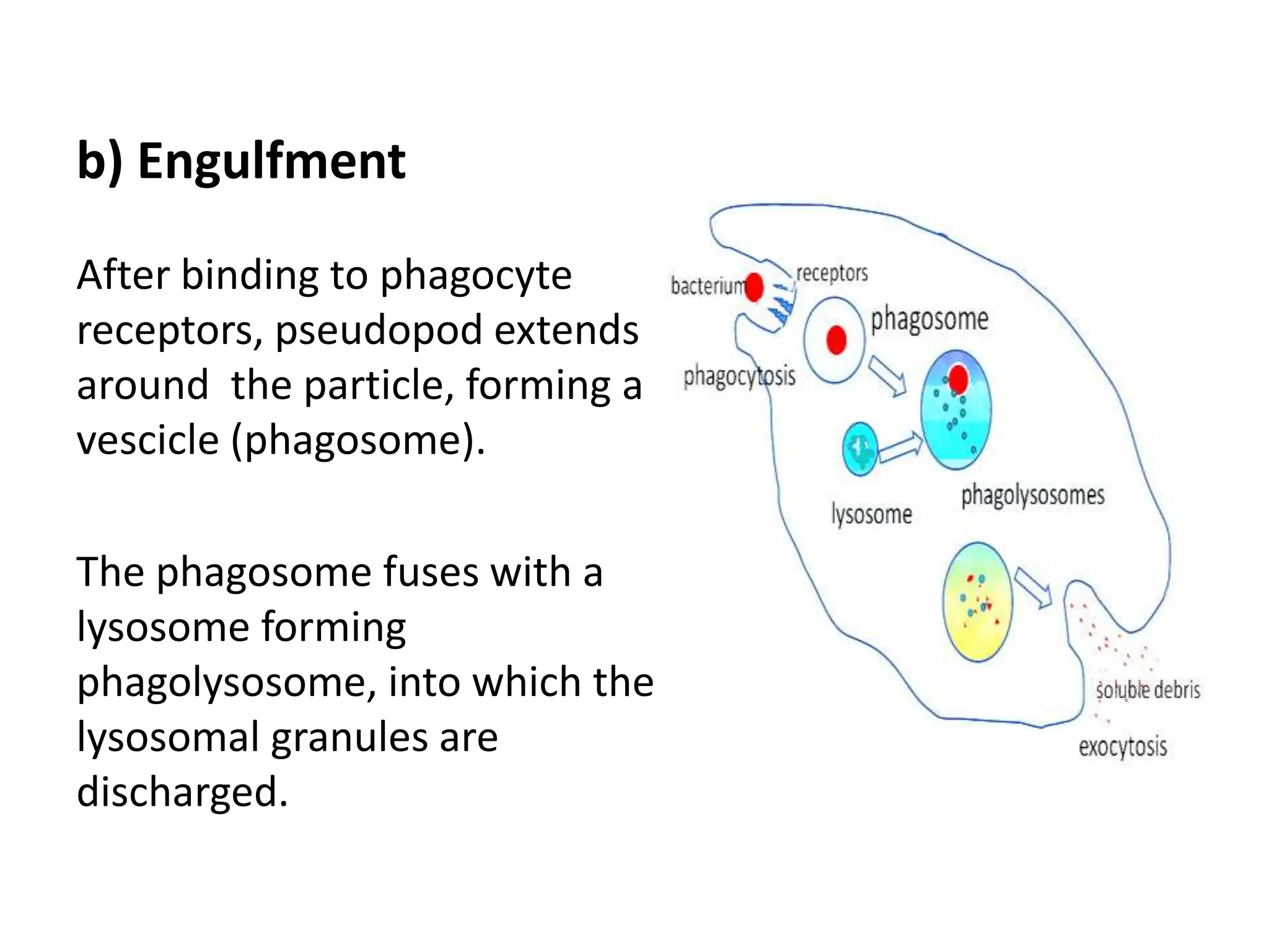 Acute Inflammation process in biological system.pptx