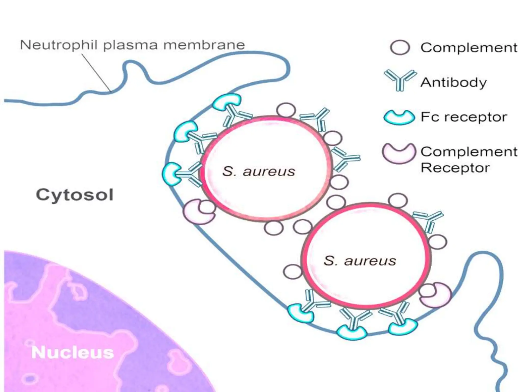 Acute Inflammation process in biological system.pptx | Free Download