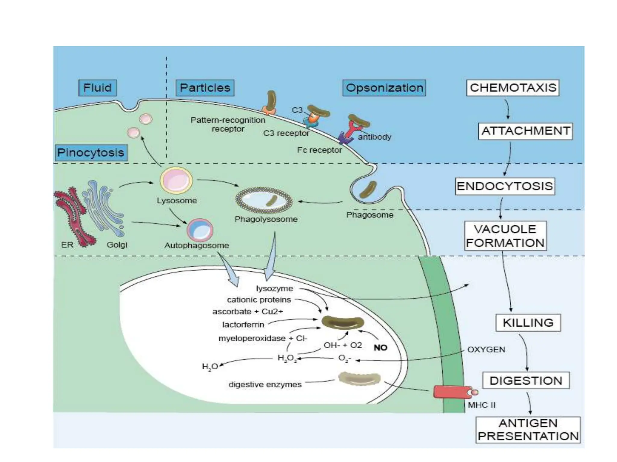 Acute Inflammation process in biological system.pptx