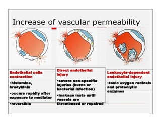 Acute Inflammation process in biological system.pptx