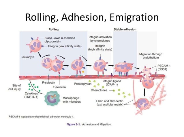 Acute Inflammation process in biological system.pptx