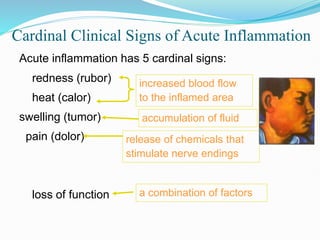 Acute Inflammation.pptx pathology 1 for medical students | PPTX