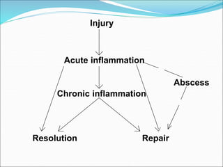 acute inflammation.pptnz. I. D. Id. Ie. I ecie cinxie. India neicb | PPT