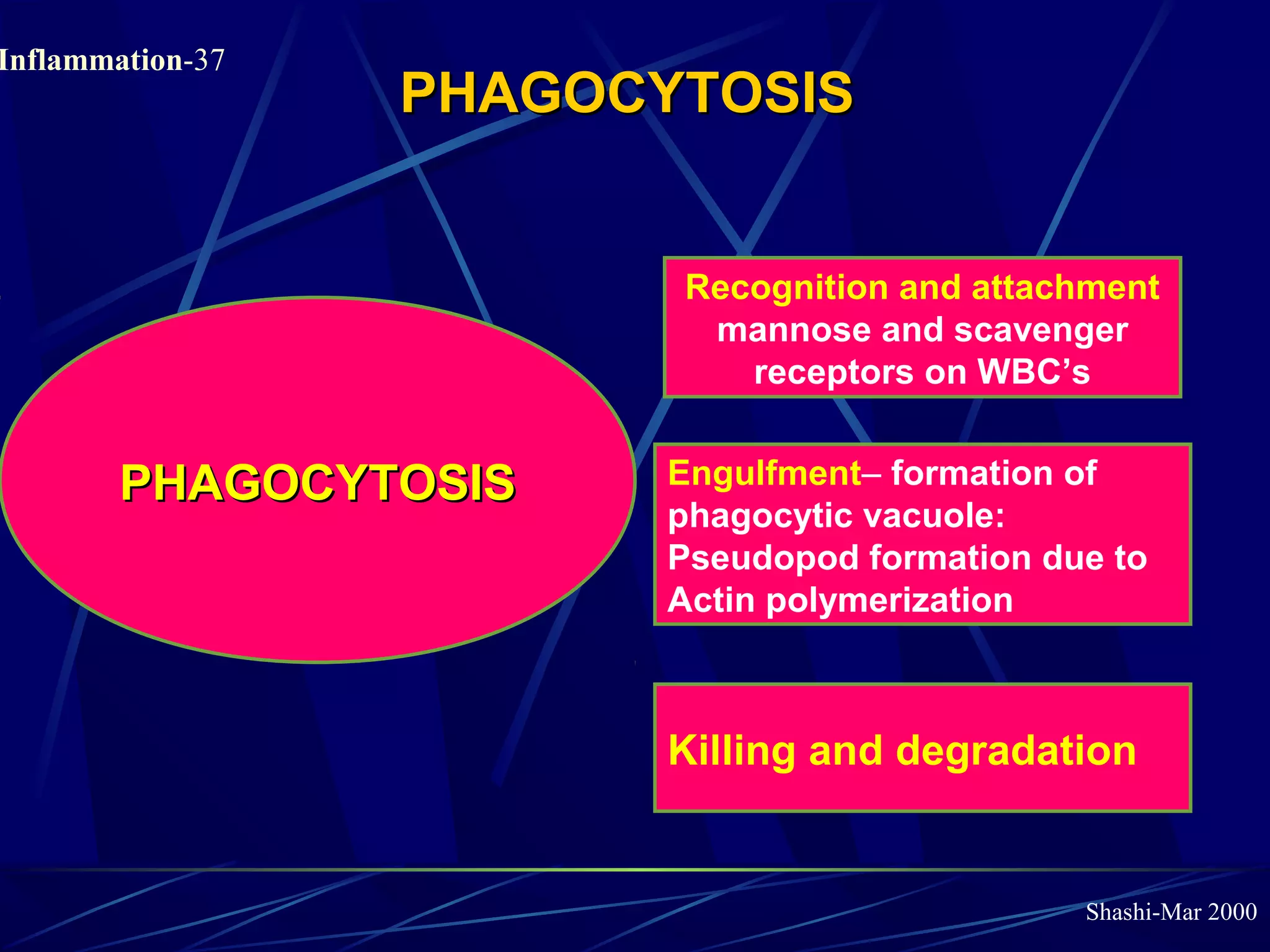 Pathology of Acute Inflammation | PPT