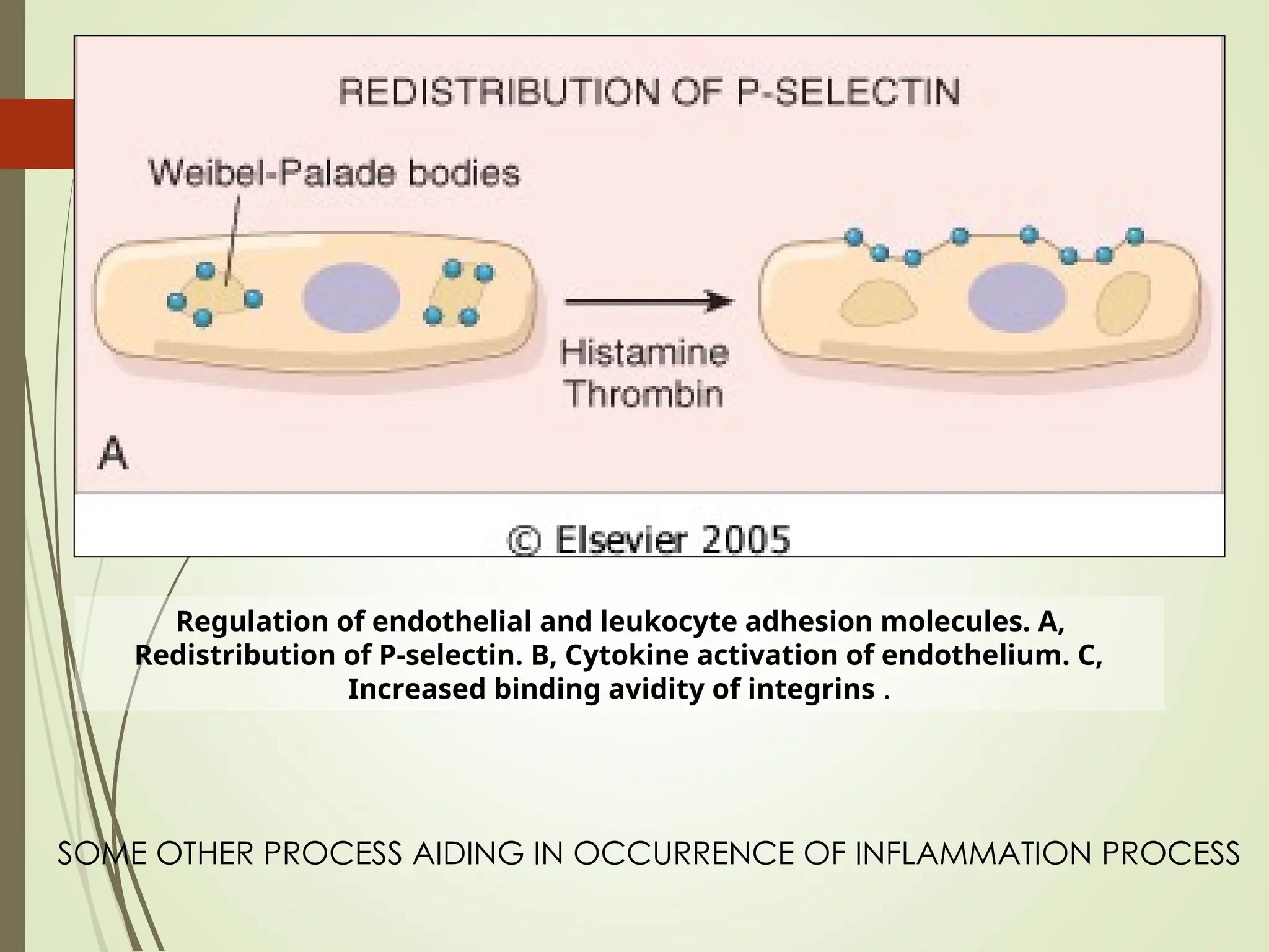 Acute Inflammation (2).ppt pathology subject | PPT