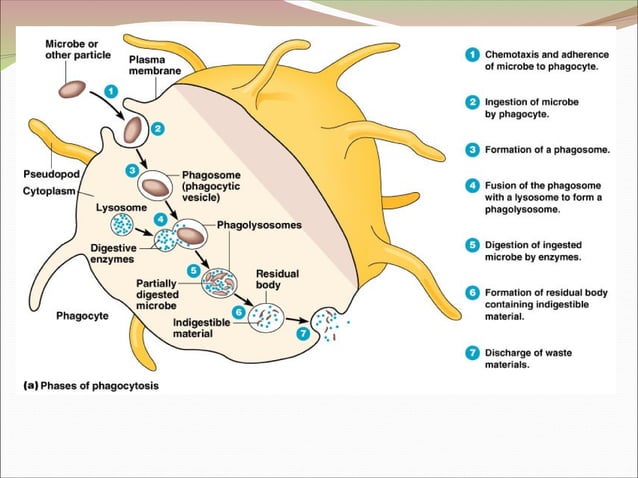 acute inflammation,cell derived and plasma protein derived mediators ...