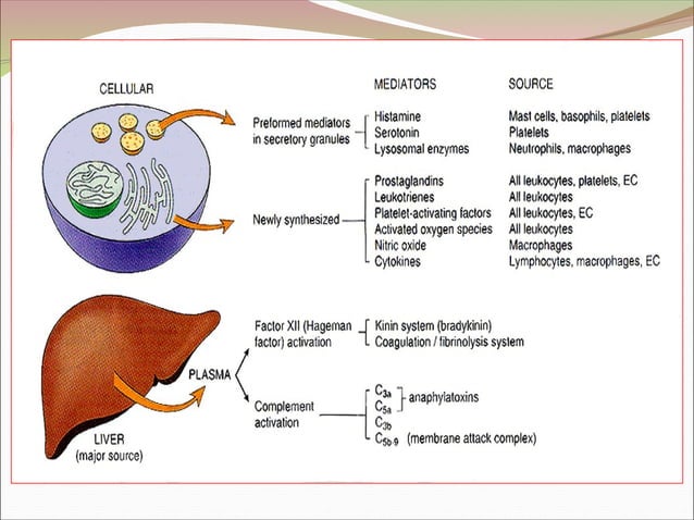 acute inflammation,cell derived and plasma protein derived mediators ...