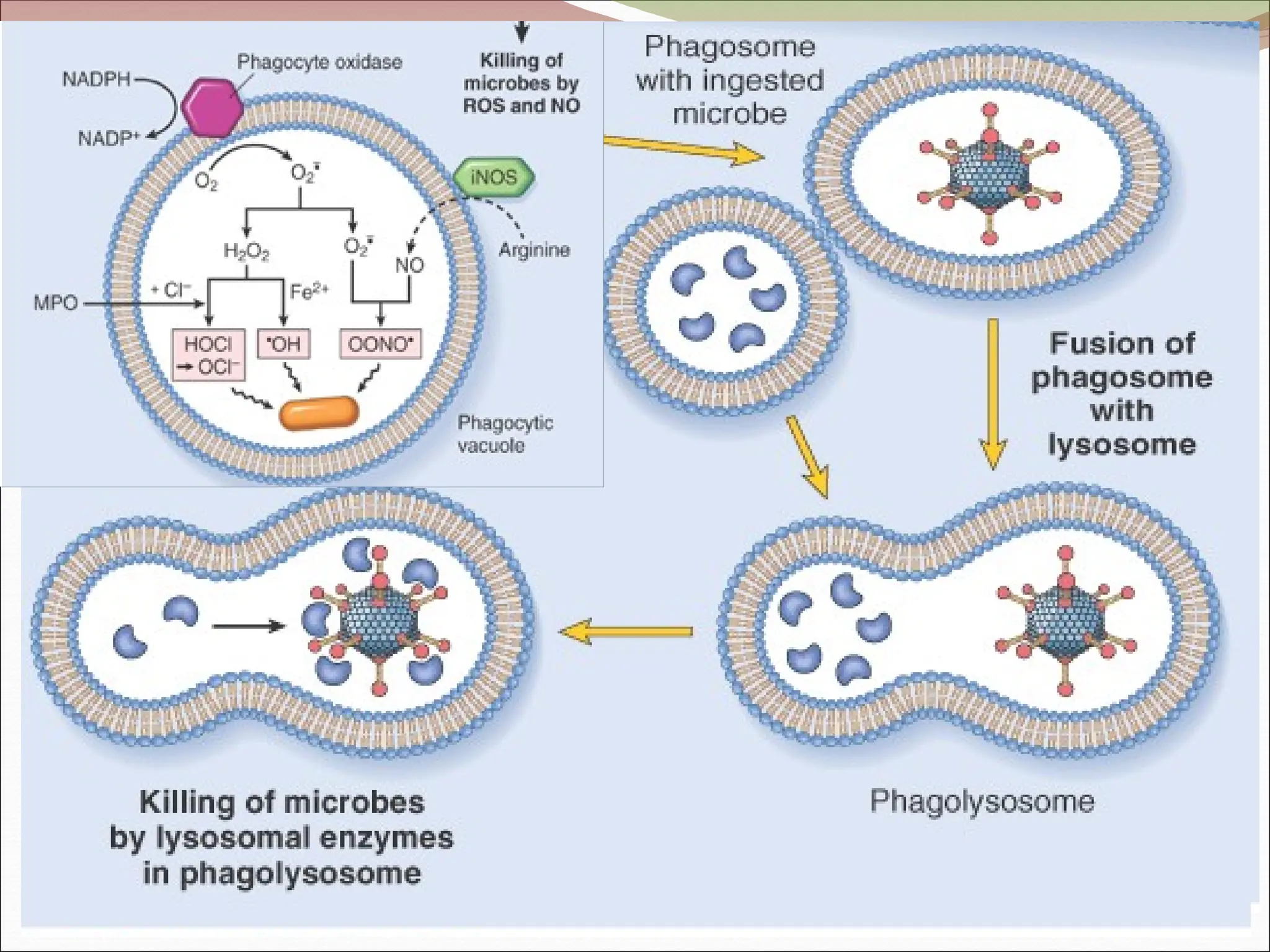 acute inflammation,cell derived and plasma protein derived mediators ...