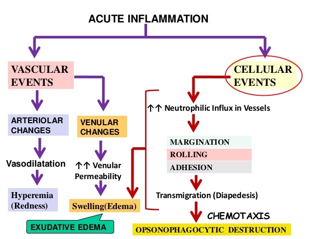 Acute inflammation handouts 30 9-2016