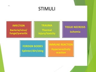 ACUTE INFLAMMATION Slides Pathology. pdf | PDF