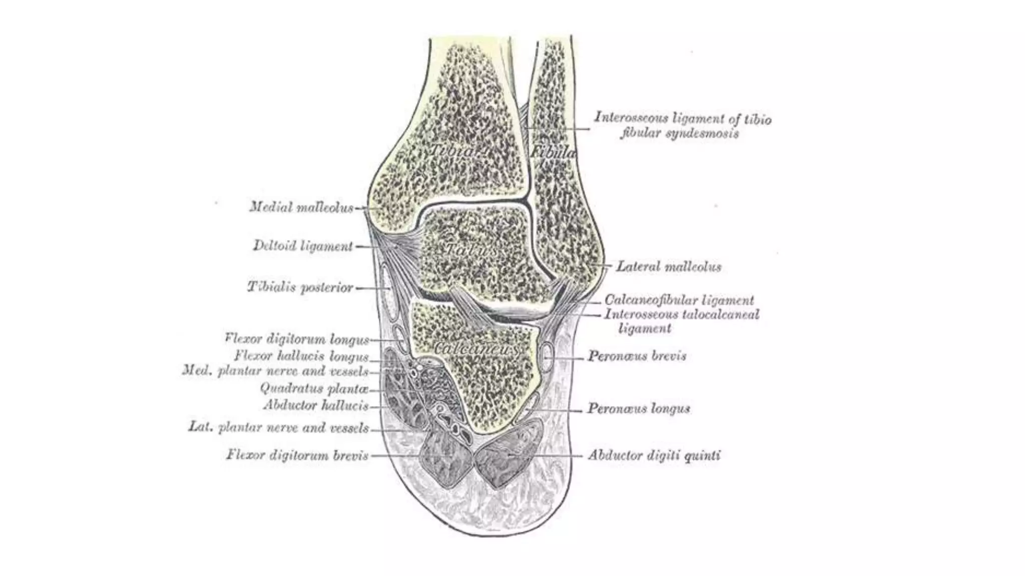 Acute isolated medial midtarsal dislocation | PDF