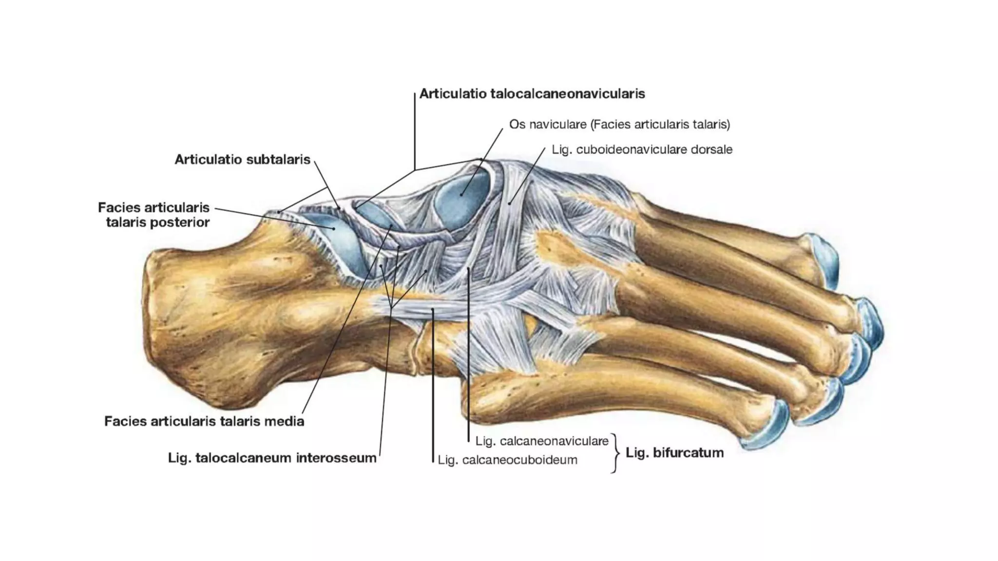 Acute isolated medial midtarsal dislocation | PDF