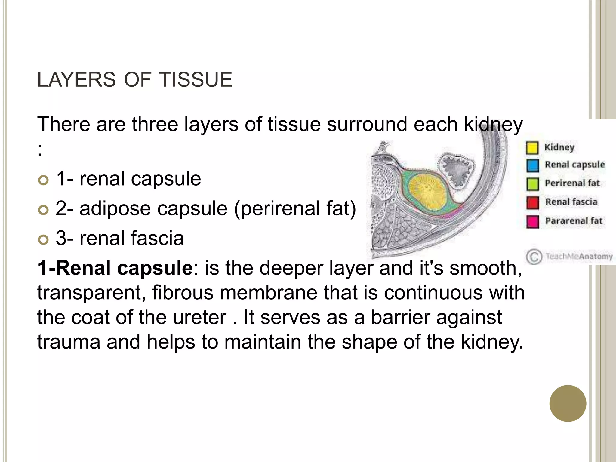 Acute kidney failure | PPTX