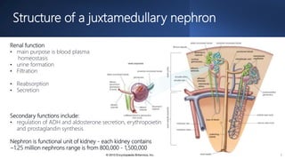 Acute kidney injury.pptx