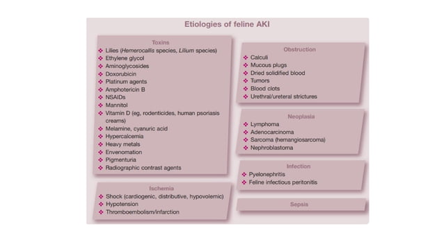 ACUTE KIDNEY INJURY (AKI) in cats and dogs.ppt